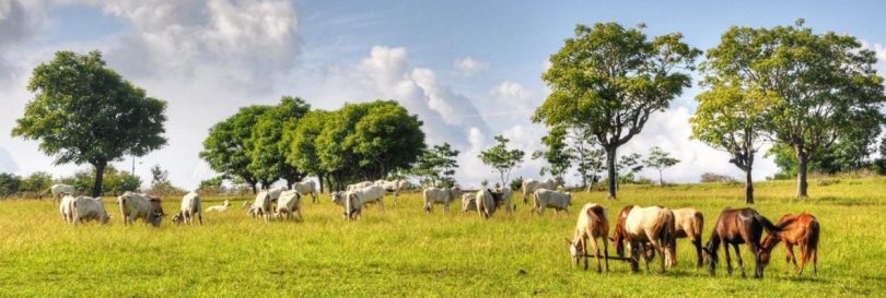 Donamon Castle, Roscommon, Ireland – SVD IBP