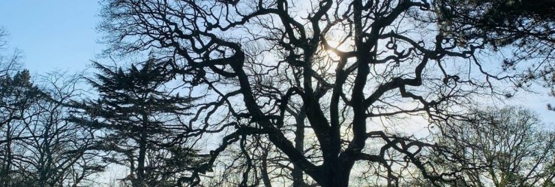 Donamon Castle, Roscommon, Ireland – SVD IBP