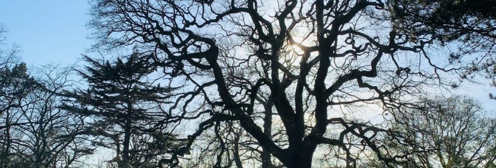 Donamon Castle, Roscommon, Ireland – SVD IBP